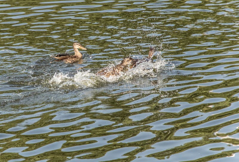 Some Ducks are Playing in the Water in the Lake Stock Photo - Image of ...