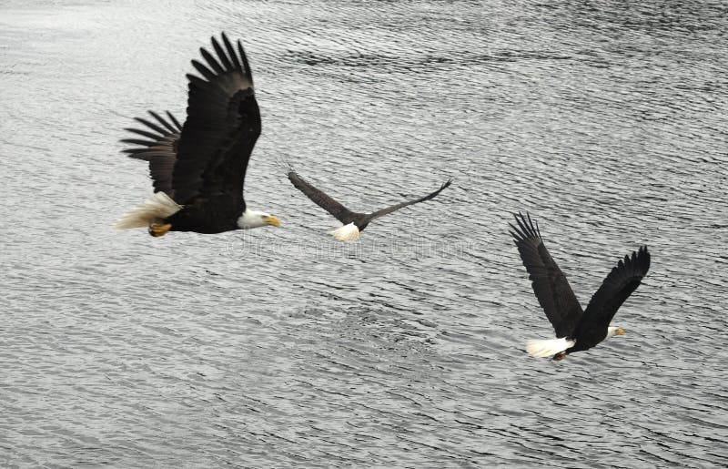Two Eagles Flying through the Trees on a Summers Day Stock Photo ...