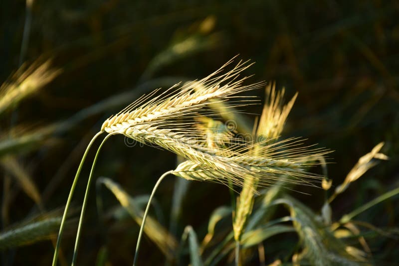 Some ears brightly lit stock image. Image of sunny, light - 61181133