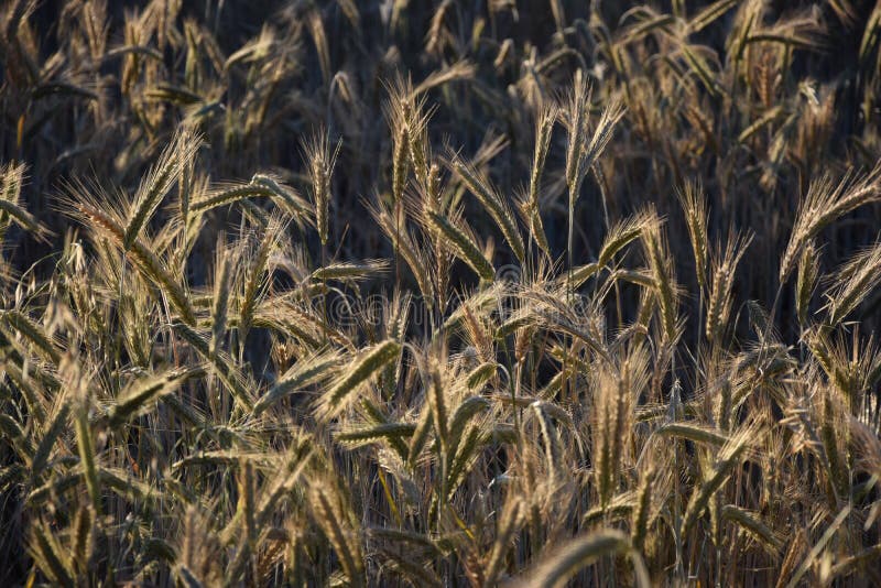 Some ears brightly lit stock image. Image of wealth, nutritive - 61181385