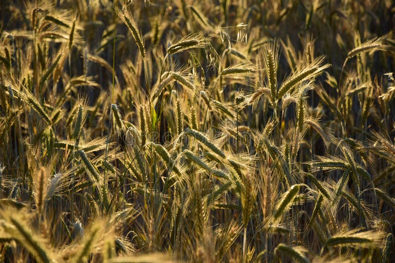 Some ears brightly lit stock image. Image of agriculture - 61182219