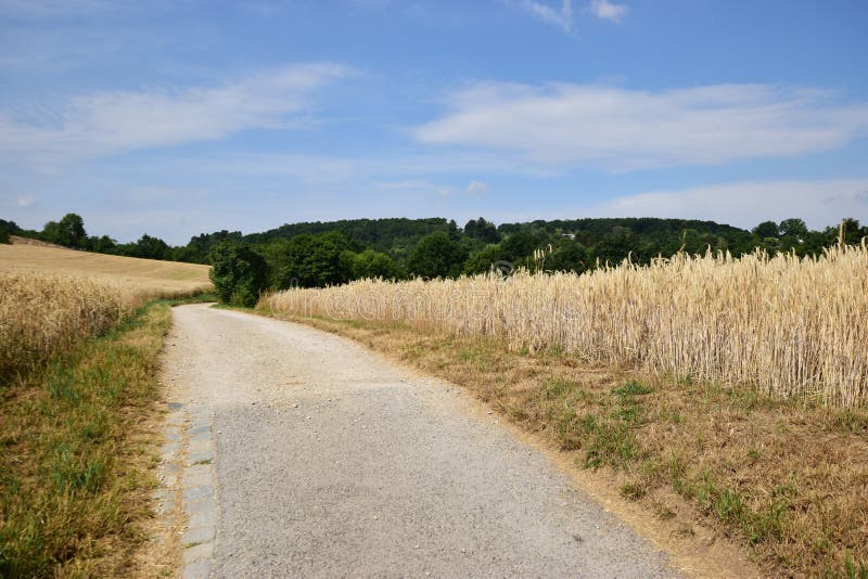 Some ears brightly lit stock photo. Image of nutrition - 61225374