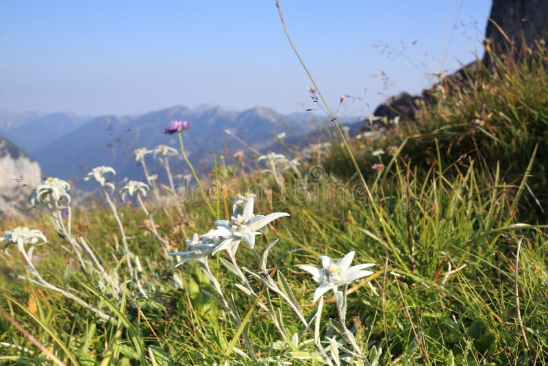 Some Edelweiss Flowers on a Field Stock Photo - Image of alpine ...