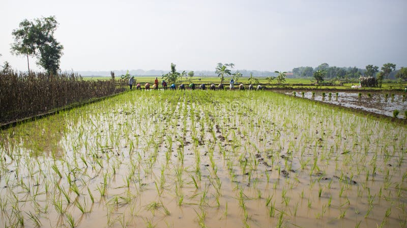 Some Farmers are Doing Rice Planting Traditionally Editorial Photo ...