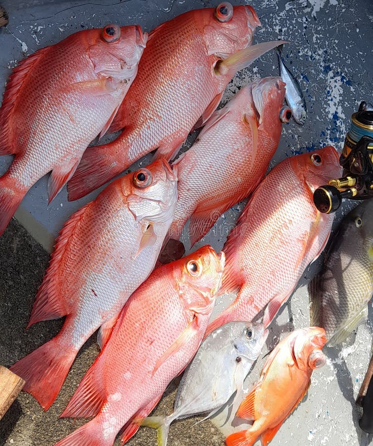 Some fish I caught stock photo. Image of meat, amphibian - 250697858