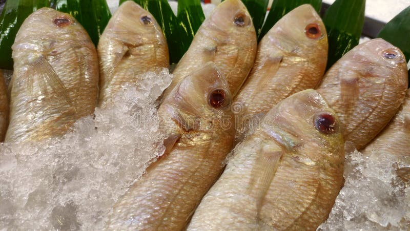 Some Fish Stacked on Ice for Sale Stock Image - Image of seafood, food ...