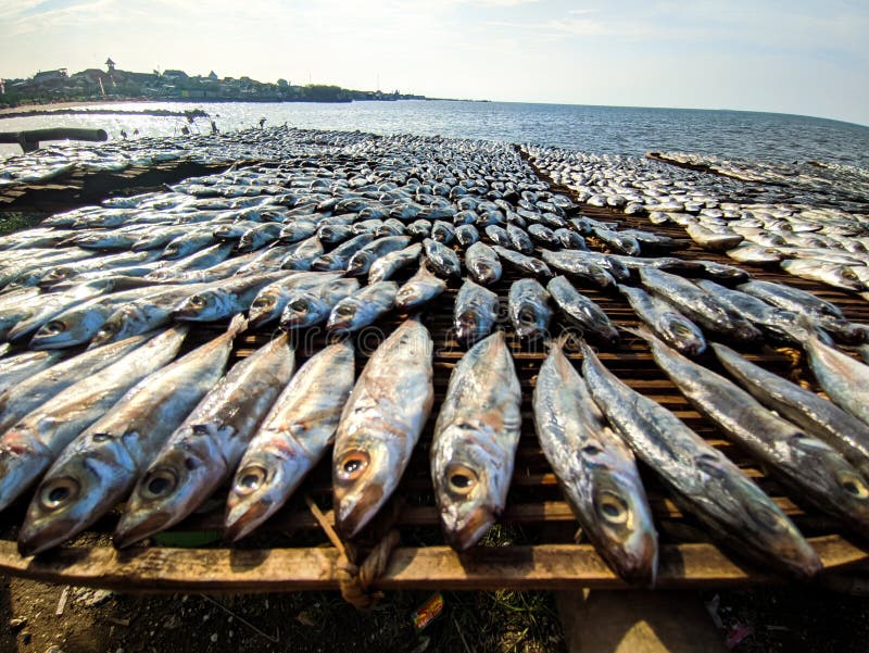 Some Fish with Sun that Make they Very Hot Stock Photo - Image of salt ...