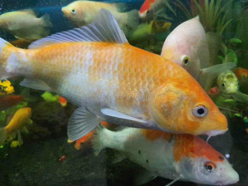 Some Fish Swim in Fish Aquarium Stock Image - Image of water, swim ...