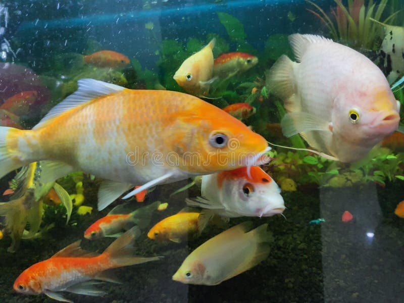 Some Fish Swimming in Aquarium Stock Photo - Image of animal, fish ...