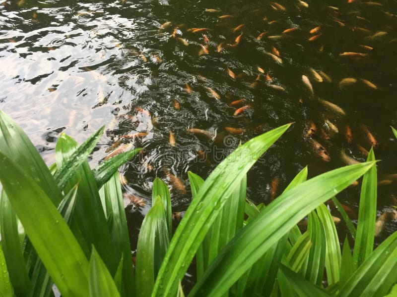 Fish stock photo. Image of rain, fish, pool, swimming - 261677594