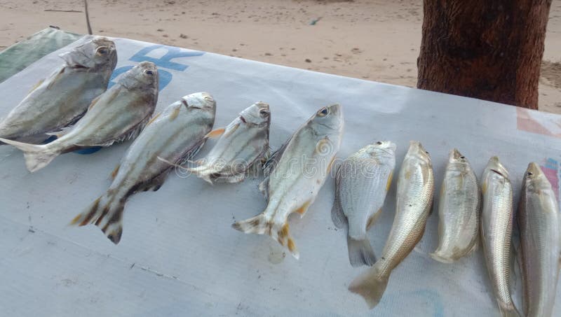 Some of the Fish on the Table are Fishing Catches Stock Photo - Image ...