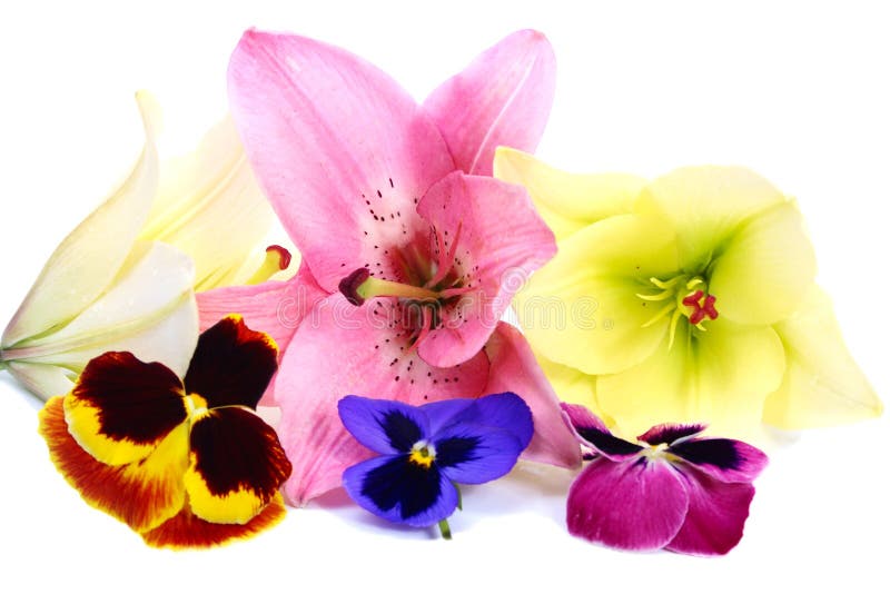 Some flowers stock photo. Image of pretty, pollen, beauty - 3849934