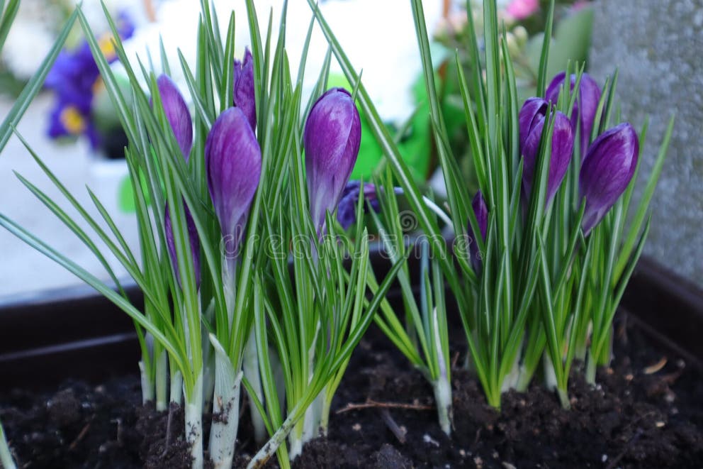 Flowers in Spring, Beautiful Crocus, Violet in a Garden Stock Image ...
