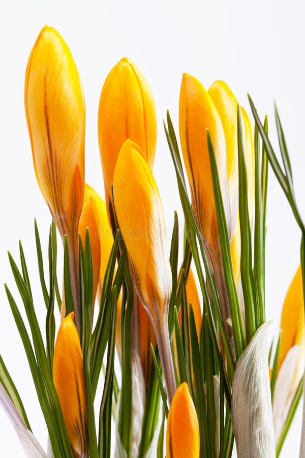 Yellow Crocus Flowers Isolated Stock Photo - Image of flower, tiny: 8635456