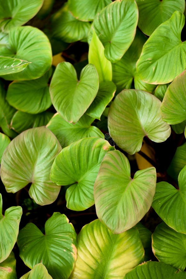 Heart Grren Leaf Background Stock Photos - Free & Royalty-Free Stock ...