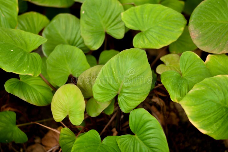 Heart Grren Leaf Background Stock Photos - Free & Royalty-Free Stock ...