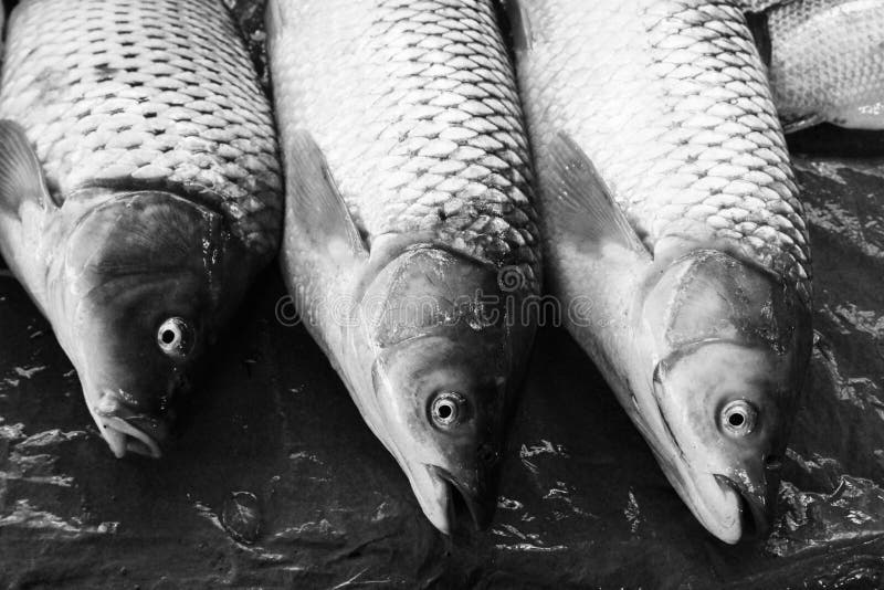 Some Fresh Fish Carp. Catch of Carp Fishes Stock Image - Image of ...