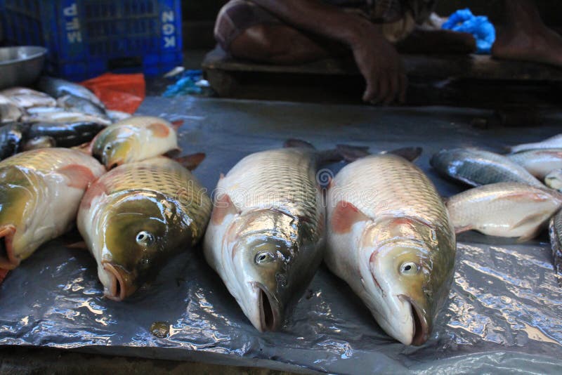 Some Fresh Fish Carp. Catch of Carp Fishes Stock Image - Image of hobby ...