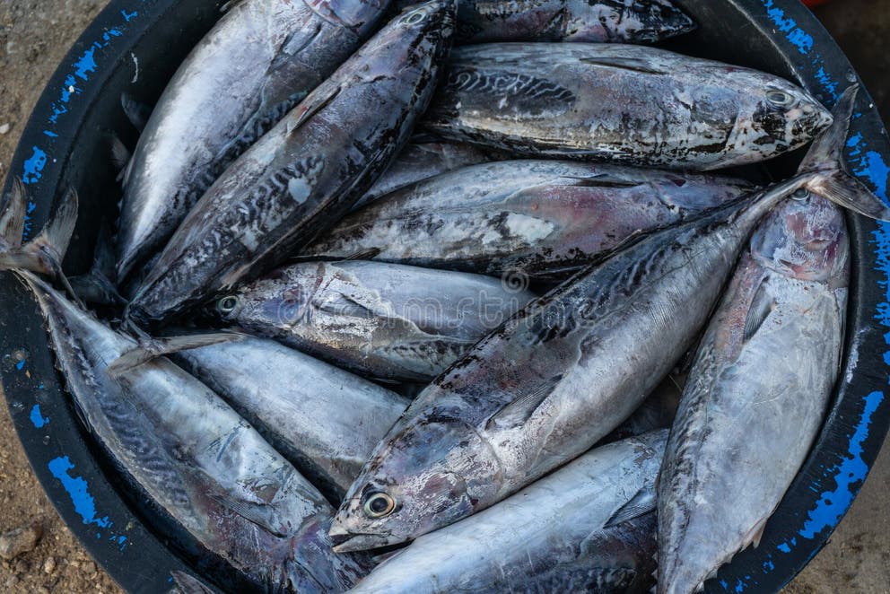 Some Fresh Fish Caught by Fishermen are Placed Inside the Basin Stock ...