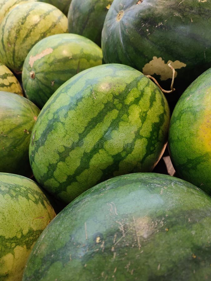 Some Fresh Green Watermelon on the Display Stock Photo - Image of green ...