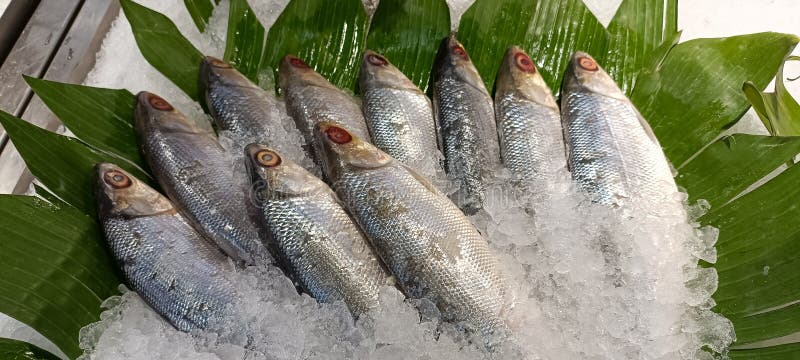 Some Fresh Milkfish on Display Stock Photo - Image of milkfish, display ...
