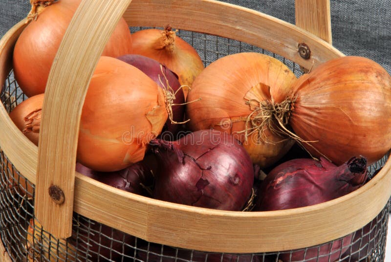 Some fresh organic onions stock photo. Image of tasty - 12947078