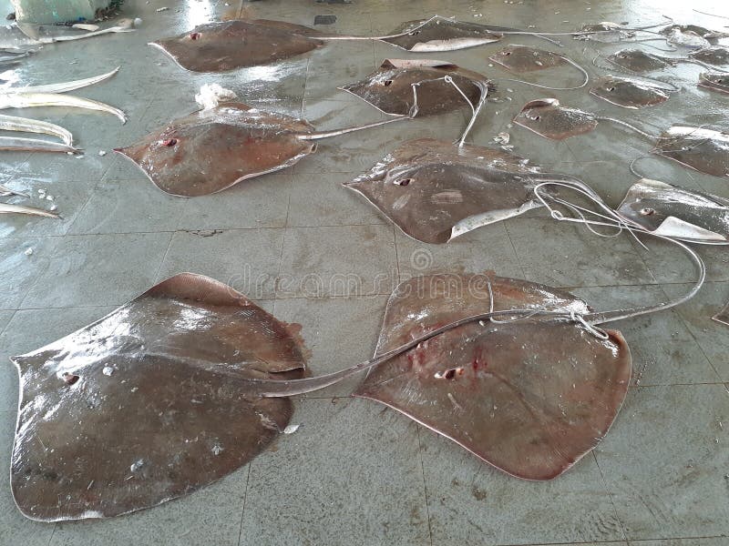 Some fresh stingrays stock photo. Image of fish, fishing - 233086922