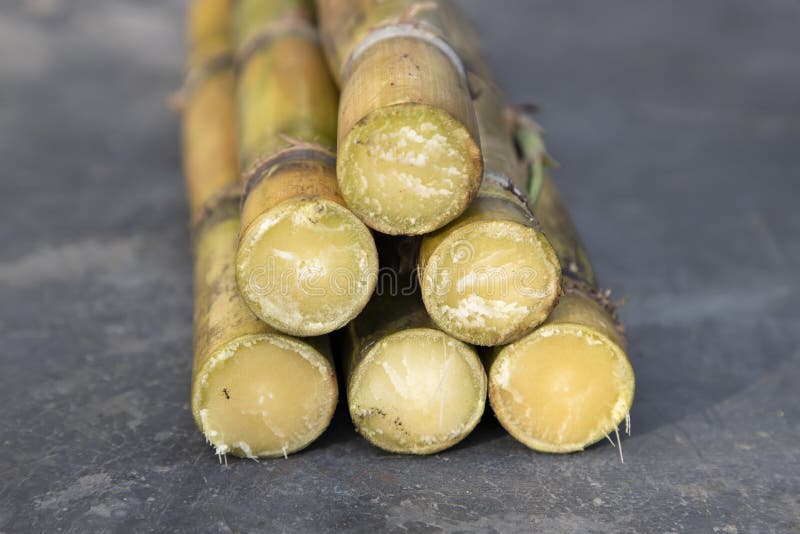 Some Fresh Sugar Cane Slices of Row on the Floor Stock Photo - Image of ...