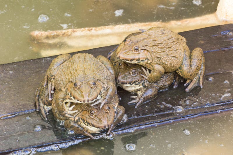 Some Frogs at Frog Farm in Thailand Stock Photo - Image of fauna ...