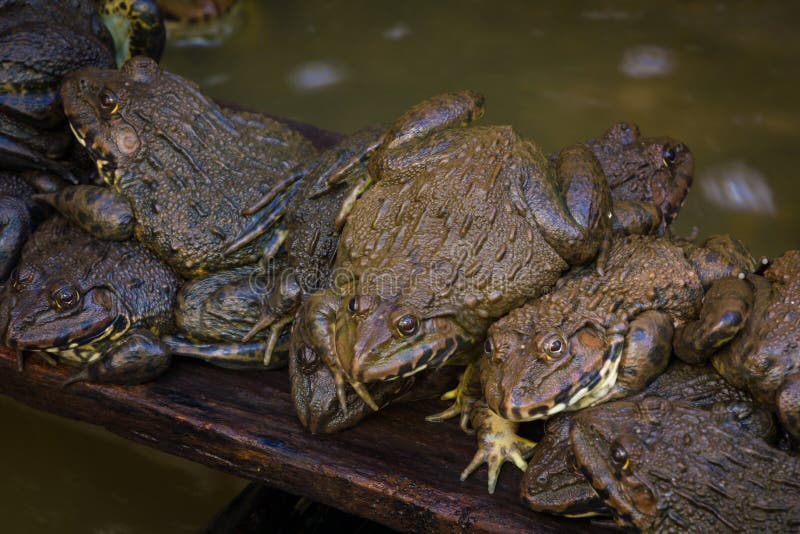 Some Frogs at Frog Farm in Thailand Stock Photo - Image of lake ...