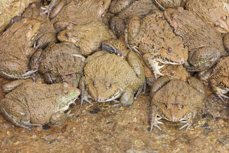 Some Frogs at Frog Farm in Thailand Stock Image - Image of bullfrog ...