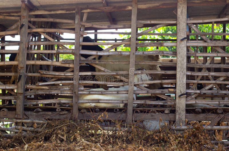 Some Goats are in the Pen Waiting To Eat Stock Photo - Image of nature ...