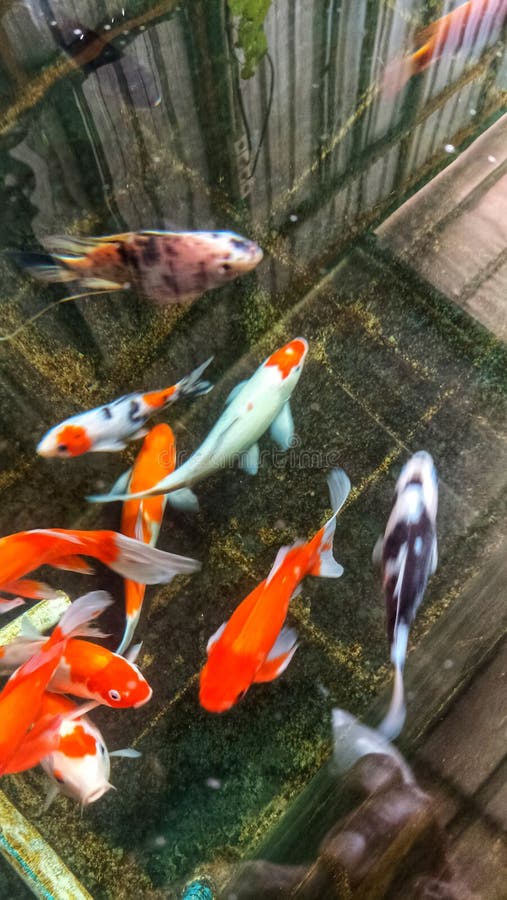 Some Goldfish are Swimming in the Pond Stock Image - Image of aquarium ...