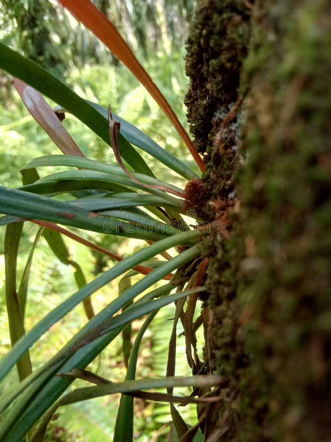 Some Grass Grow Up Stick on the Palm Oil Tree Stock Image - Image of ...