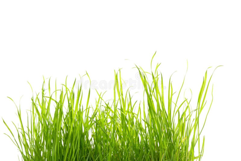 Some Grass Isolated on White Stock Image - Image of growth, grass: 48516899