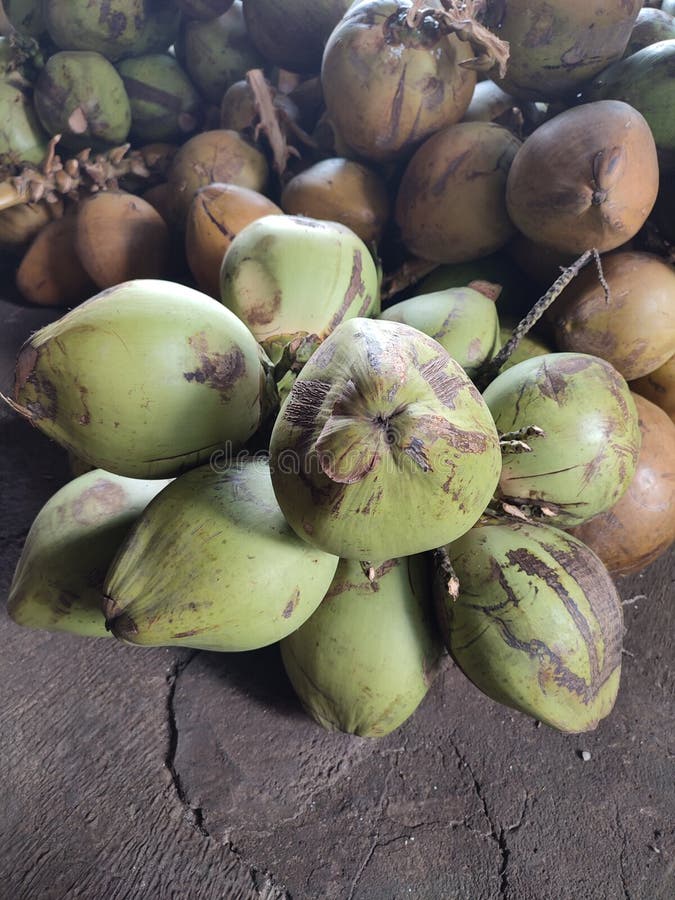 Some green Coconut Bunch stock image. Image of coconut - 248866987