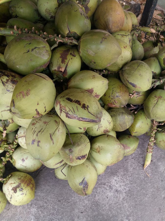 Some Green Coconuts on the Floor Stock Photo - Image of tropical ...