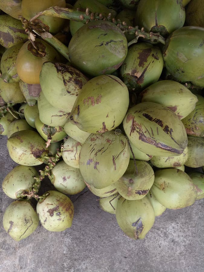 Some Green Coconuts on the Floor Stock Photo - Image of display ...