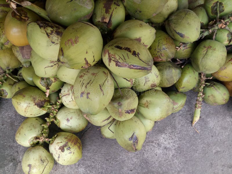 Some Green Coconuts on the Floor Stock Image - Image of stage ...