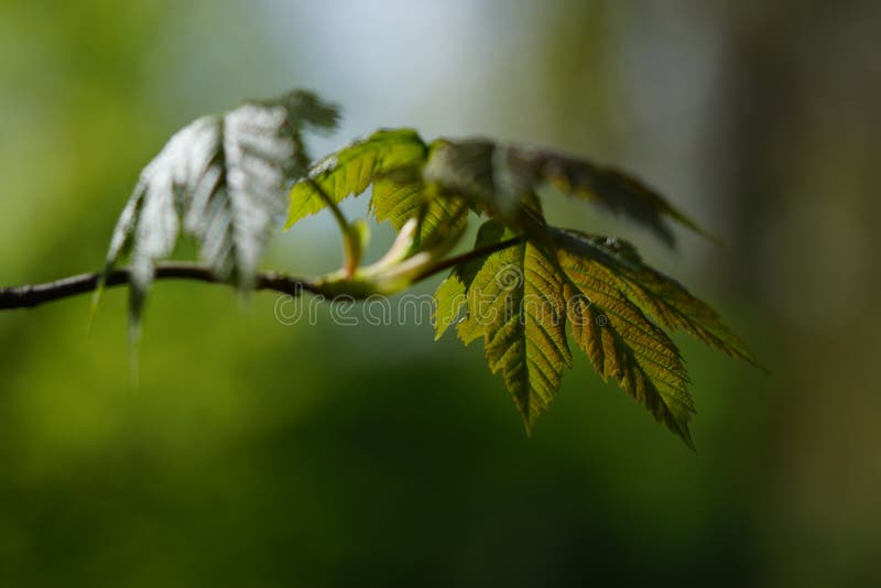 Some green leaves stock photo. Image of plant, nature - 247313938