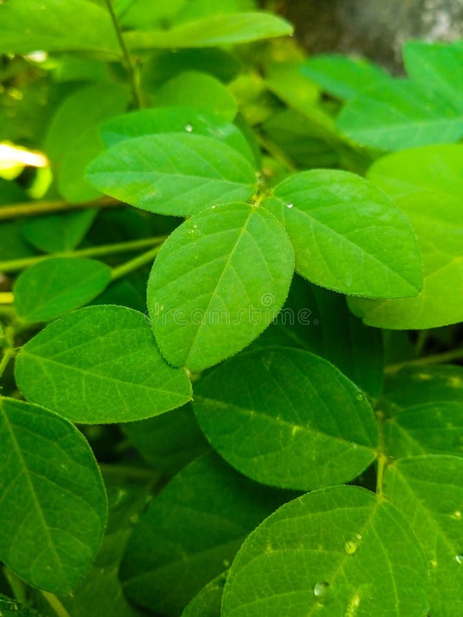 Some Green Leaves on Top of Each Other Stock Photo - Image of shrub ...