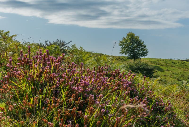 Some Heather in the Countryside in Basque Country Stock Photo - Image ...