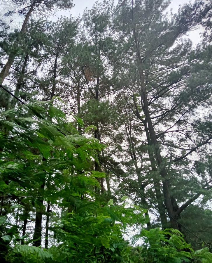 Some High Trees in the Forest Best View and Fresh Stock Image - Image ...