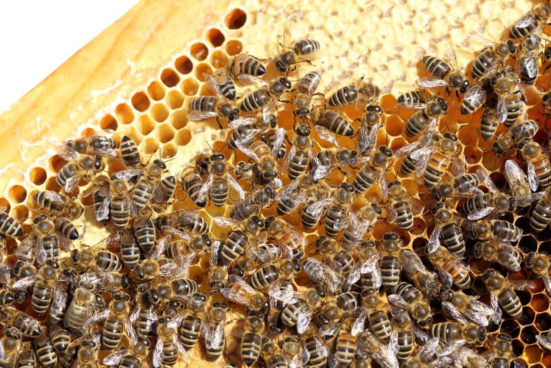 Some Honey Bees on a Bee Hive Stock Photo - Image of gold, colony ...