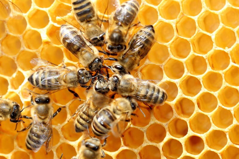A Circle of Bees with Bee-queen Stock Image - Image of cell, efficiency ...