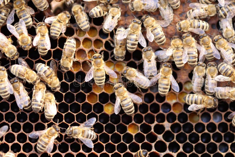 Some bees are team-working stock photo. Image of apiarist - 142293480