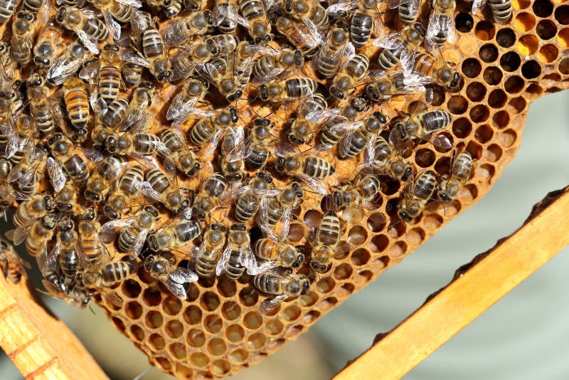 Some Honey Bees on a Bee Hive Stock Image - Image of field, busy: 245193573