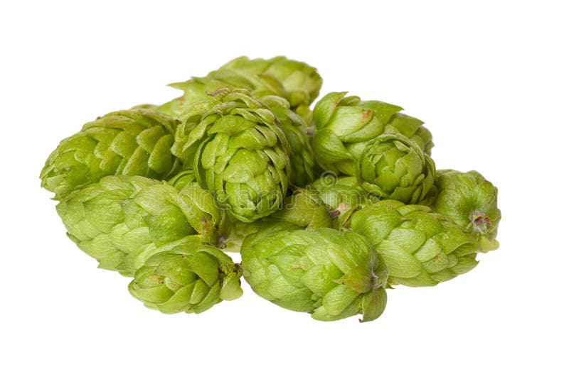 Hop cone stock photo. Image of growth, bitter, beer, ferment - 15958678