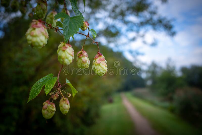 Some Hops Flowers Hanging on a Bush Stock Photo - Image of background ...