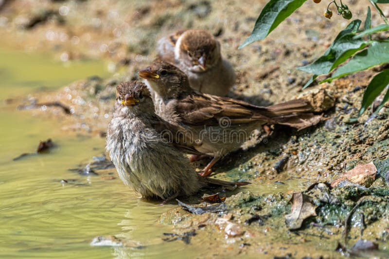 Some House Sparrows Taking a Bath Stock Photo - Image of house, birding ...